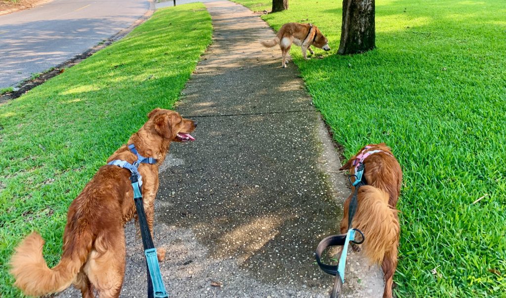 Benefits of Daily Walking | Lisa Graham Agility